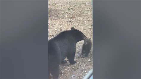 Adk Bear Cub Dances Like Michael Jackson Youtube