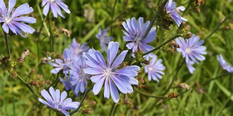 Nitrogen Fixer Permaculture Plants