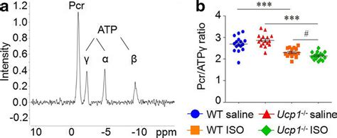 Ucp1 Knockout Exacerbated The Myocardial Pcr Atp Ratio Drop In Download Scientific Diagram