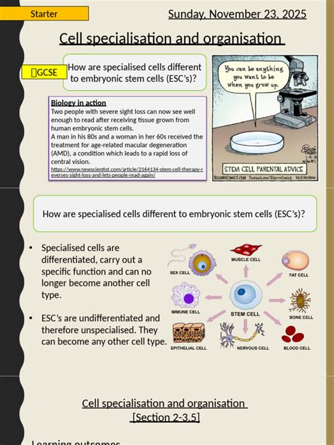 35 Cell Specialisation And Organisation Pdf Endoplasmic Reticulum