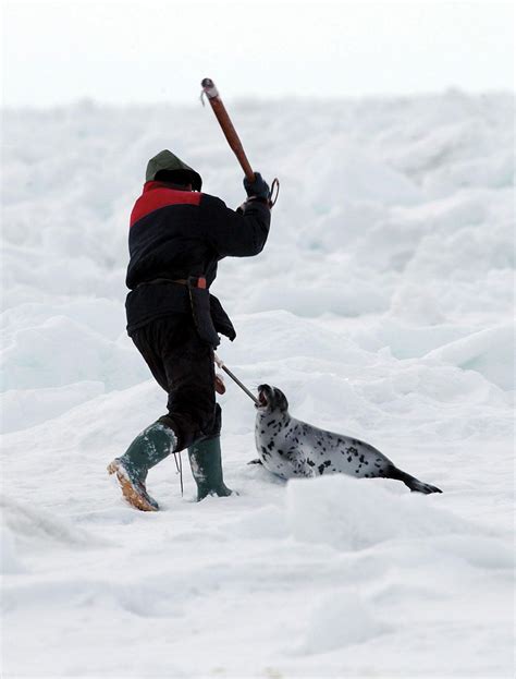 Harp Seal Sealing Industry Migration Adaptations Britannica