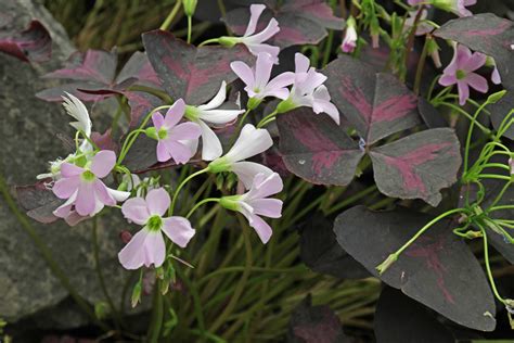 Oxalis Triangularis