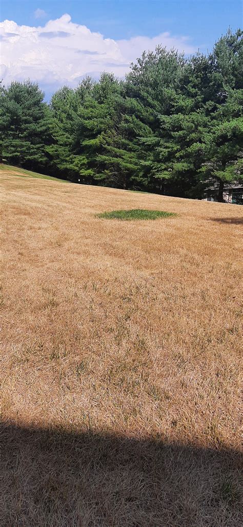 Patch Of Crabgrass That Refuses To Die Long After The Grass Wilted R