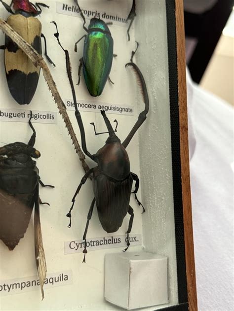Bought Some Bugs For My Science Corner Rautisminwomen