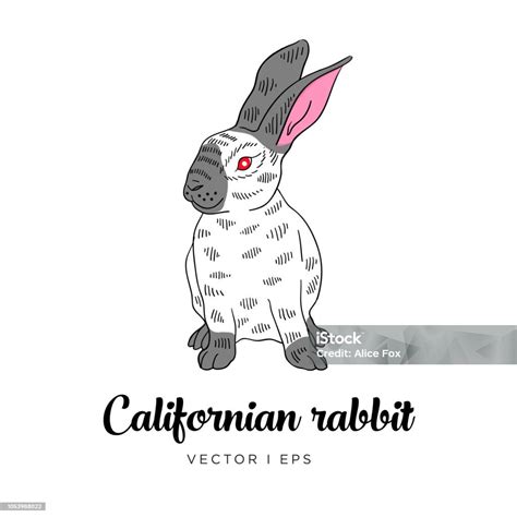 Vector Editable Colorful Image Depicting A Cute Californian Rabbit On A