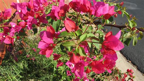 Flowers That Grow In Phoenix Arizona