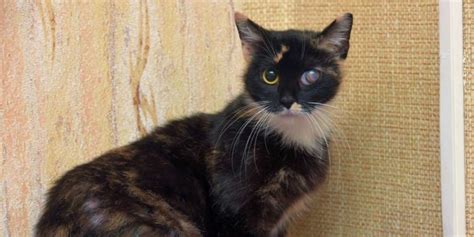 Glaucoma In Cats Causes Symptoms And Treatment