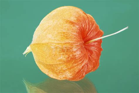 Chinese Lantern Lily Stock Image Image Of Blossom Floral 22273357