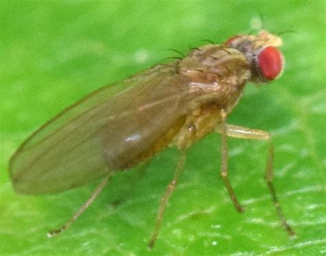 Vinegar Fly Scaptomyza Pallida Bugguidenet