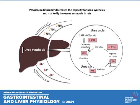 Urea Cycle Liver