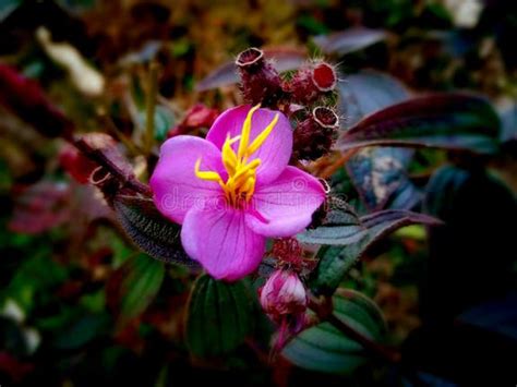 Marcell стоковое изображение изображение насчитывающей шиллонга 126294295