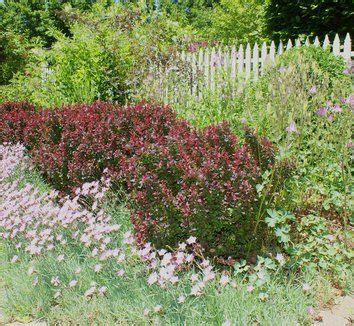Berberis Thunbergii Var Atropurpurea Crimson Pygmy Plant Lust