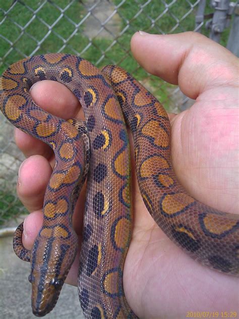 New Brazilian Rainbow Boa
