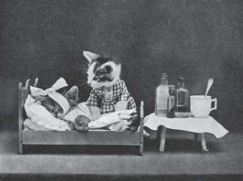 50 Adorable Vintage Cats Who Will Satisfy Your Old Soul Cat Photo