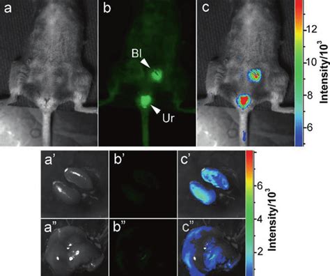 12 Intravenous Injection Of A Bright Field B As Detected