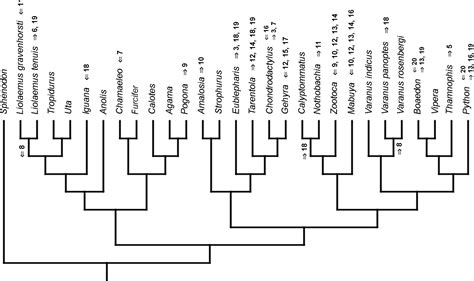 Evolution Of Developmental Sequences In Lepidosaurs Peerj
