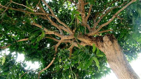Low Angle View Of The Tree Trunk And Branch Structure With Leaves