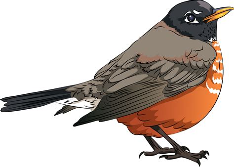 Robin Clip Art