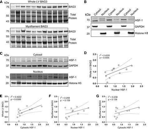 Bag3 Expression And Sarcomere Localization In The Human Heart Are