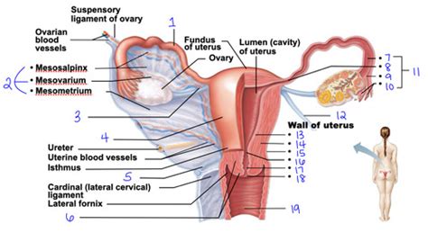 Female Reproductive Anatomy Flashcards Quizlet The Fallopian Tubes