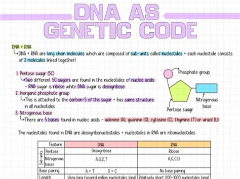 A Level Biology Notes Topic 3 Dna As Genetic Code Ccea A22