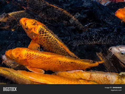 Orange And Black Koi