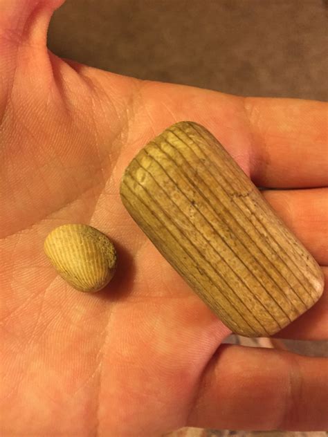 Fossil Wood And A Shell Fossil Id The Fossil Forum