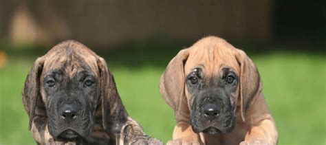 Fawn Great Dane Puppies