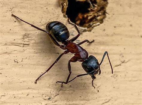 Carpenter Ants Queen Carpenter Ants Camponotus Queen Ant Best Ants