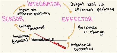 Phgy 215 Flashcards Quizlet