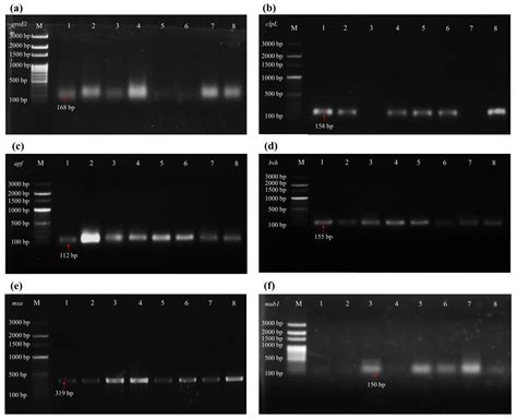 Probiotic Properties Of Lactic Acid Bacteria Isolated From The