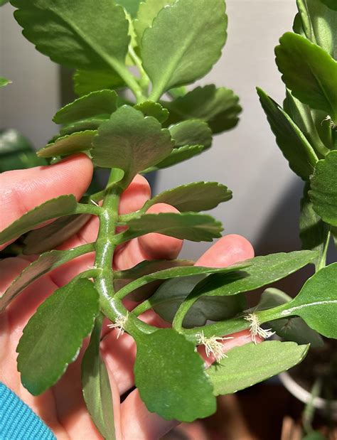 Prop Into Soil With These Rootlets Or Water Prop First To Grow Them