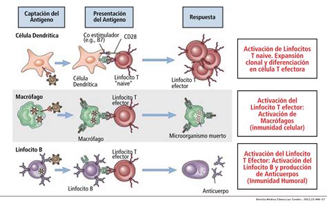 Diagrama De Macrófagos