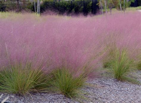 Fast Forward Pink Muhly Grass Muhlenbergia Capillaris Rocky Knoll
