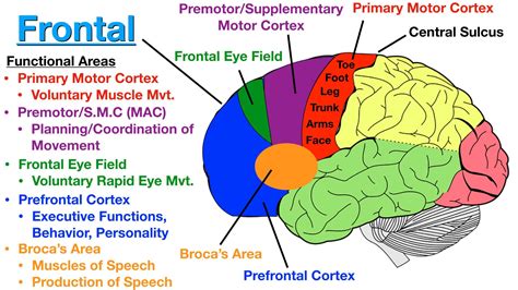 [free] The Primary Motor Cortex Brocas Area And The Premotor Cortex Are Located In Which Lobe