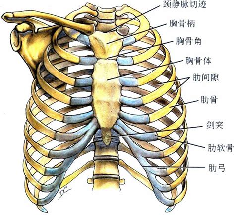 第一章：骨及骨连结 董炘解剖教学网