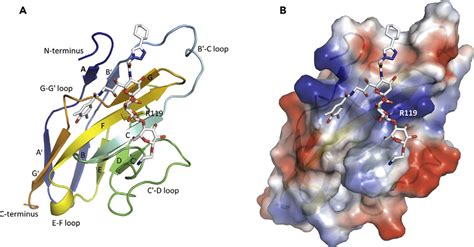 Structure Of The P22 Cd33 Complex A Cartoon Representation Of The
