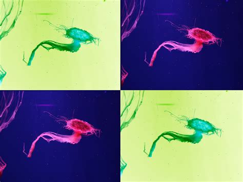 How To Invert Colors On A Photo Precise Guide Skylum How To