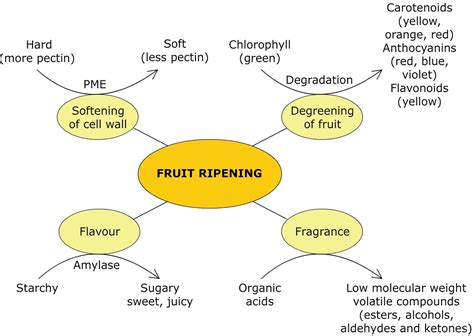 Positive Feedback Loop Examples Fruit Ripening At Jodi Detweiler Blog