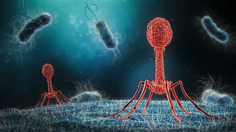 Bacteria Share Their Genes Via Invading Phage Technology Networks