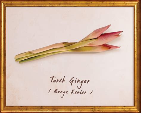 Torch Ginger Violet Oon Singapore