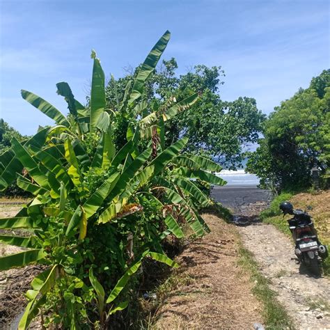 Pasut Beach Front Land For Lease 57 Are Bali Land Sale And Lease