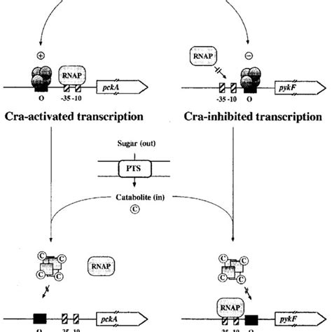Pdf The Catabolite Repressoractivator Cra Protein Of Enteric Bacteria