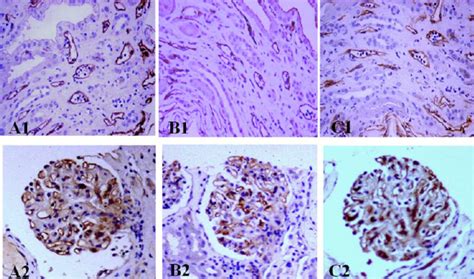 Representative Micrographs Showing A Comparison Between Ip Staining Of
