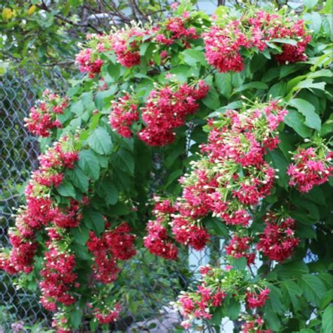 Hoa Sử Quân Tử Hoa Jun Shopee Việt Nam