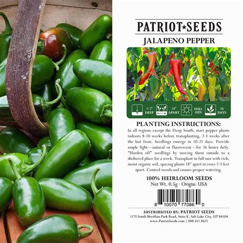 Jalapeno Pepper Seedling