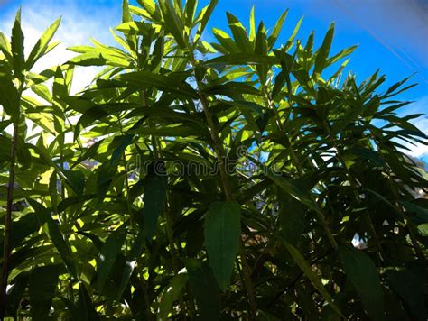 Green Grass Looking Up From The Ground Stock Image Image Of Short