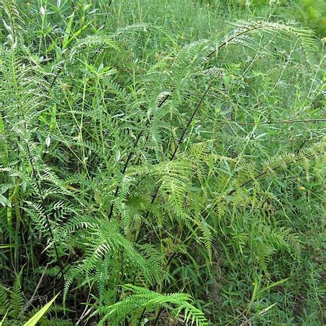 Pityrogramma Calomelanos Ufifas Assessment University Of Florida