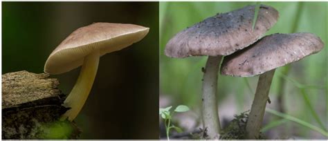 32 Common Mushrooms Found In New York 2024 Bird Watching Hq