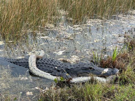 Alligator Eating Snake Burmese Python